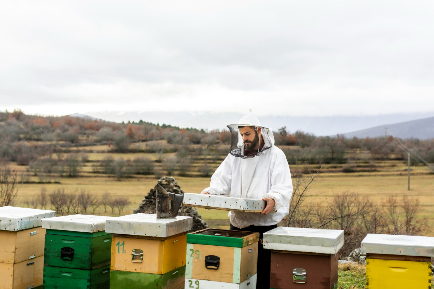 Can You Make Money with Honey Bees? - Start Your Own