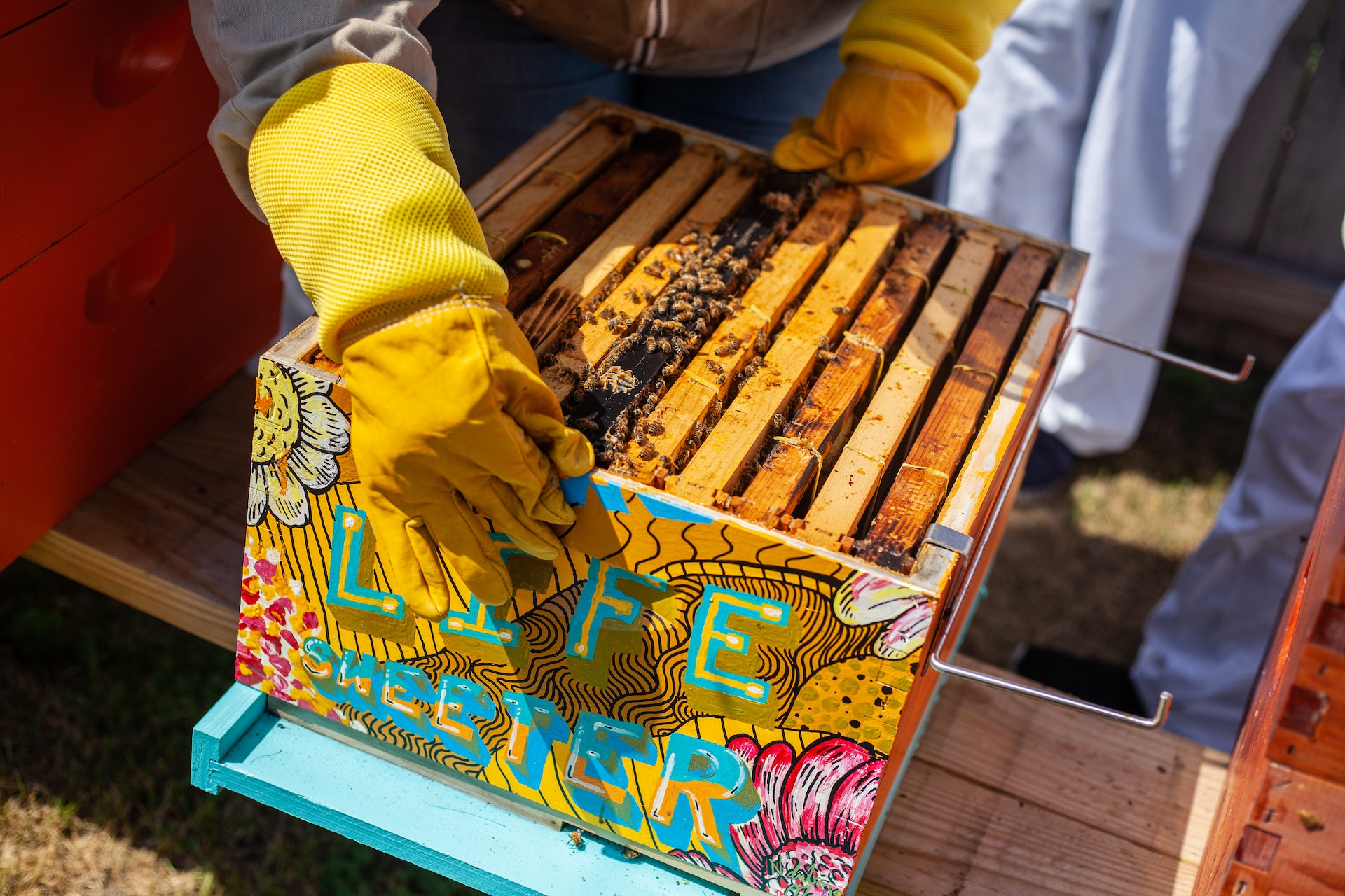 How to start a Honey Bee Hive in Australia [2026]