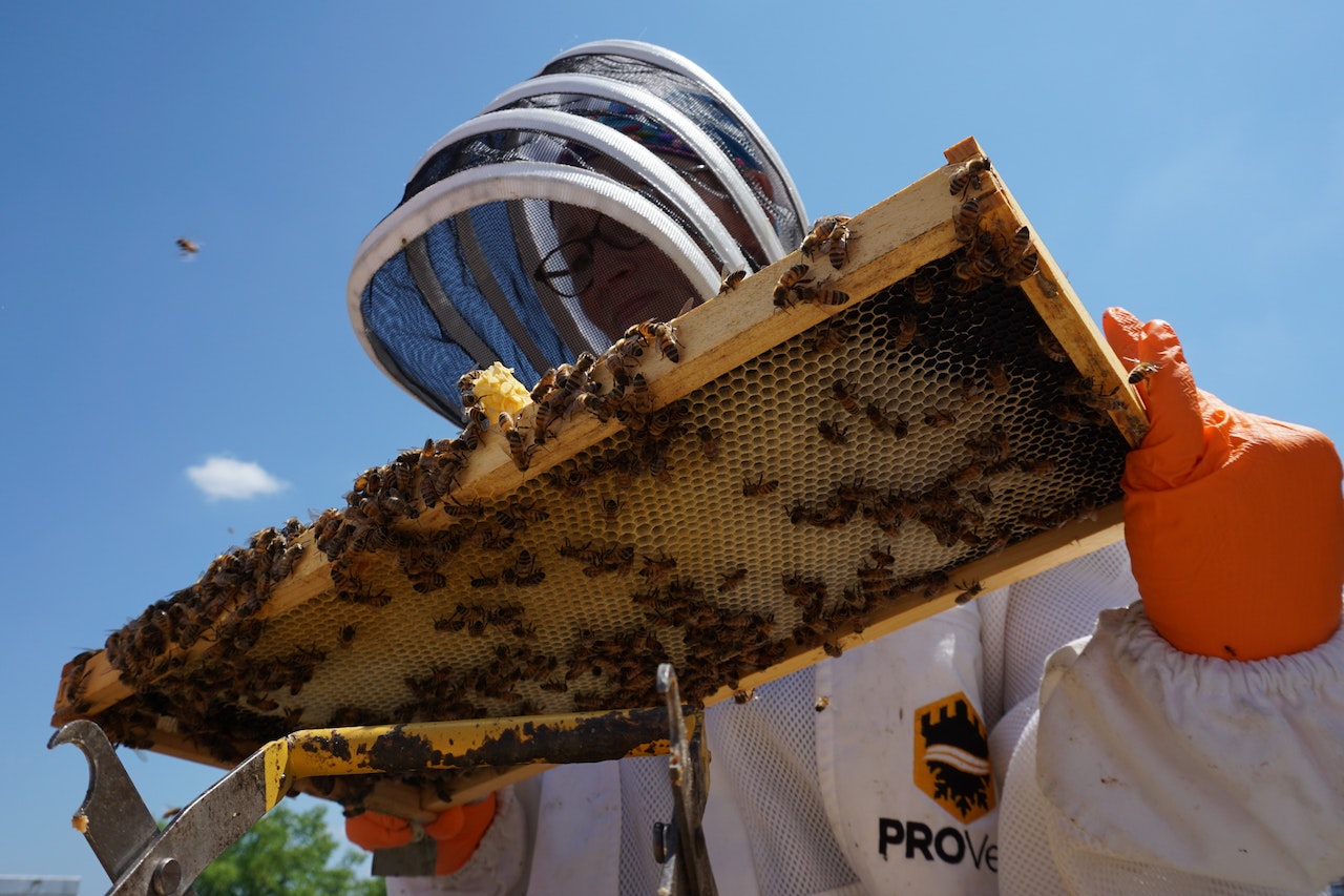 Skills Required to Start a Honey Bee Hive Business - Start Your Own