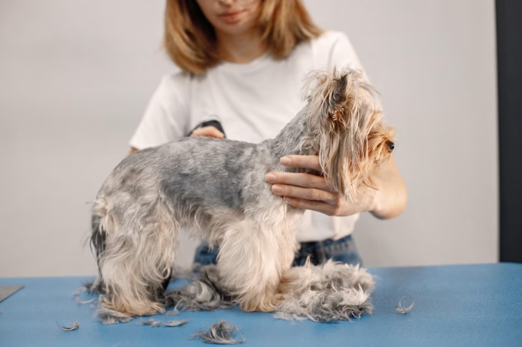 Types of Dog Grooming Business Models - Start Your Own